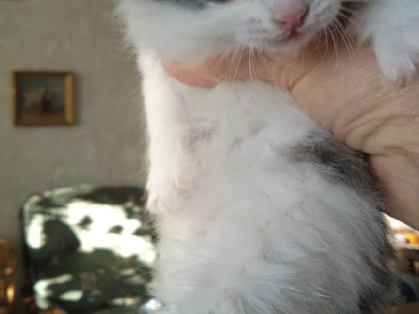 Котёнок девочка