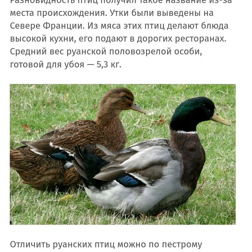 Утята
