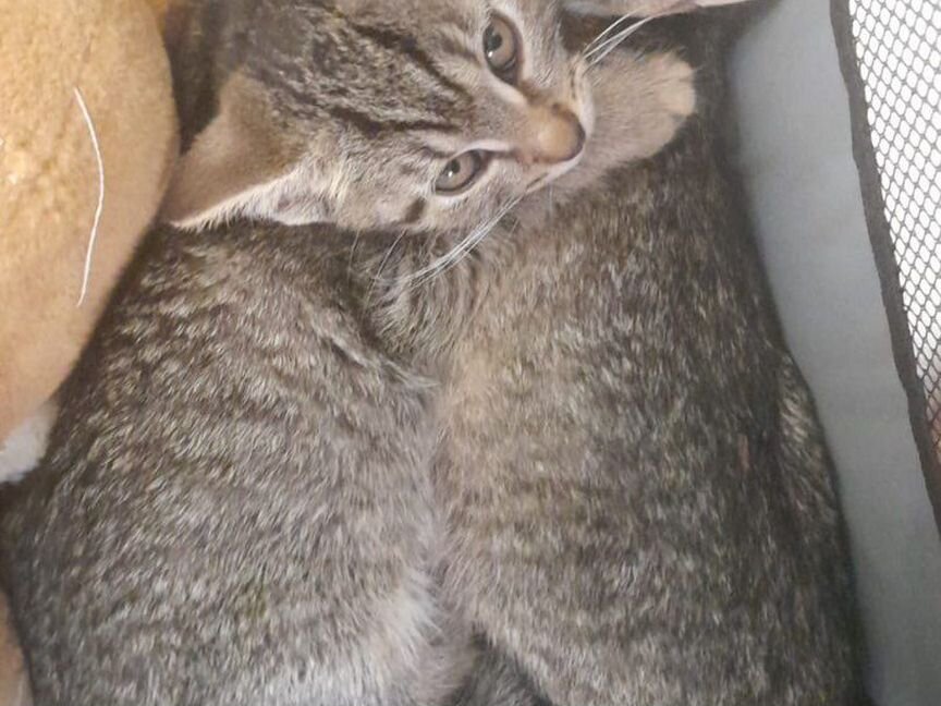 Возьмите котенка