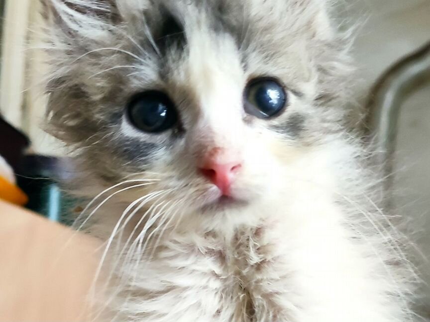 Котёнок в добрые руки