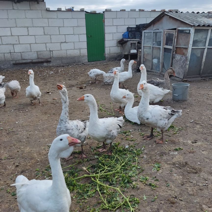 Гуси Холмогоры