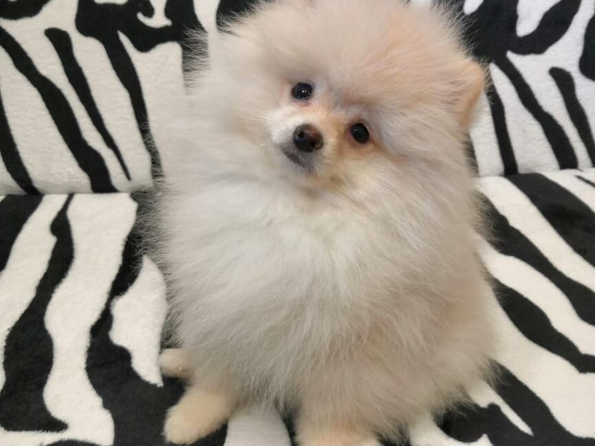 Померанский шпиц (мини-мишка)