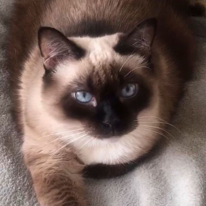 Отдам кошку в добрые руки