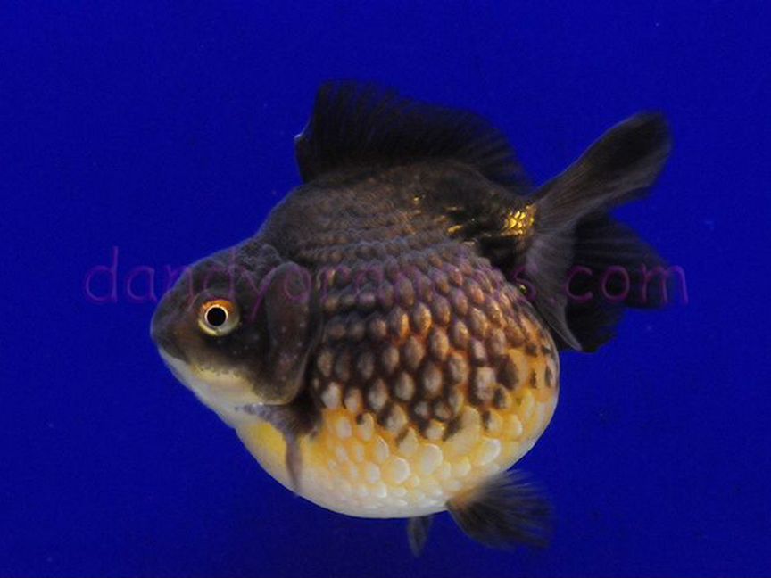 Золотая рыбка жемчужина эксклюзив