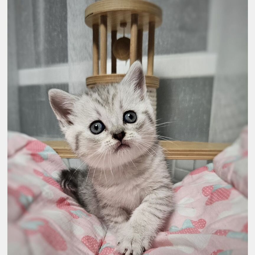 Шотландская красавица