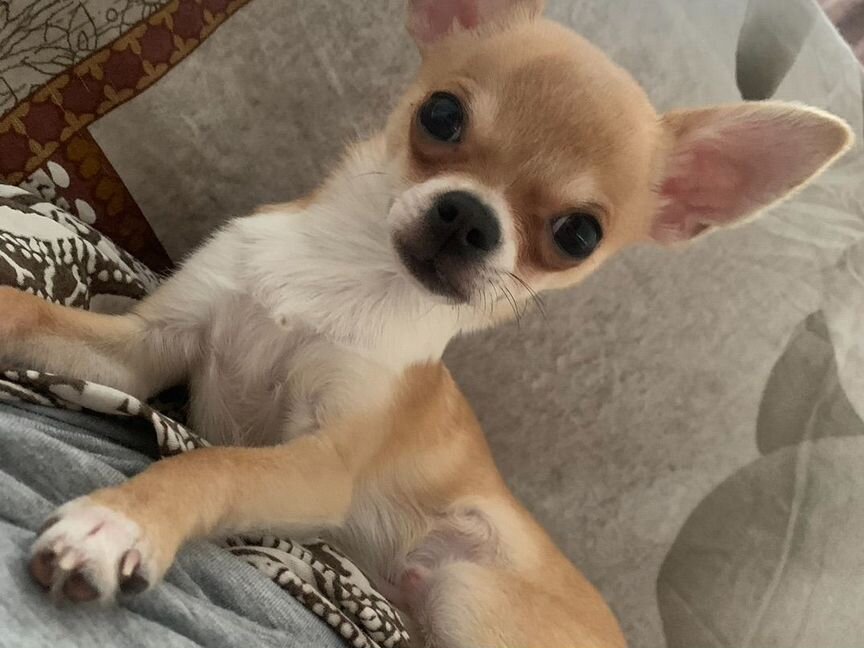 Вязка кобель чихуахуа