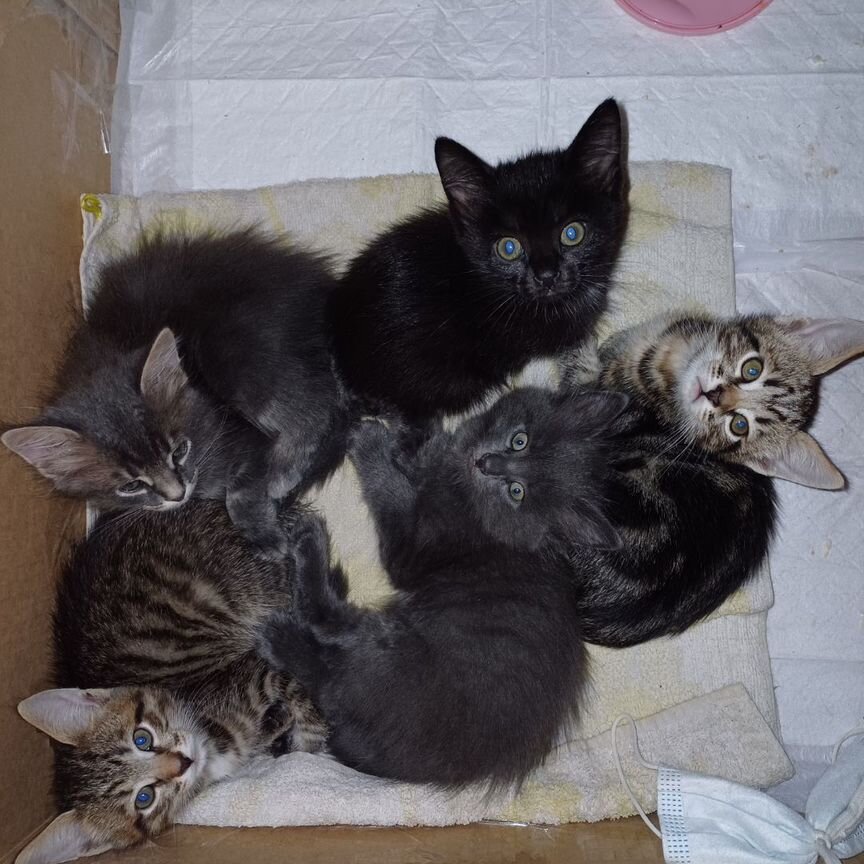 Котята в добрые руки