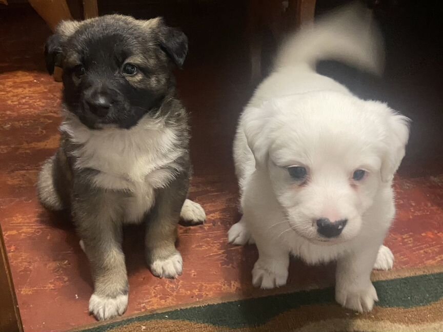 Шенки в добрые руки