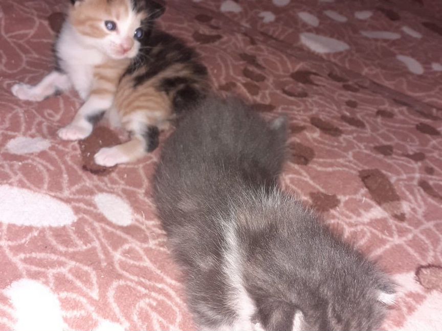 Котята курильский бобтейл