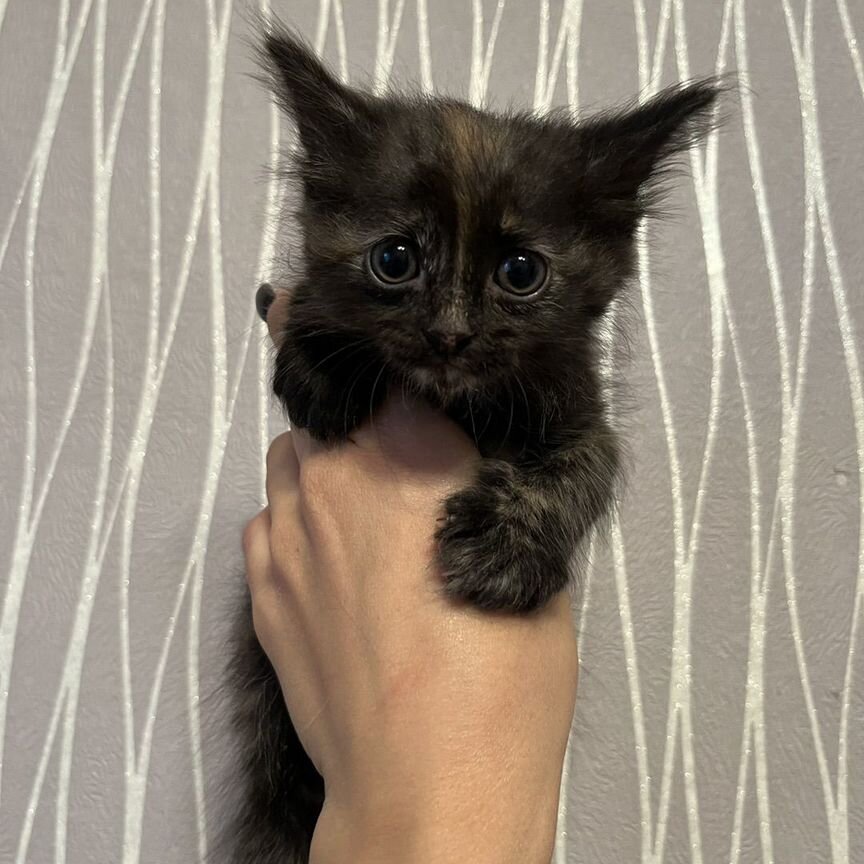 Котенок 1,5 месяца девочка