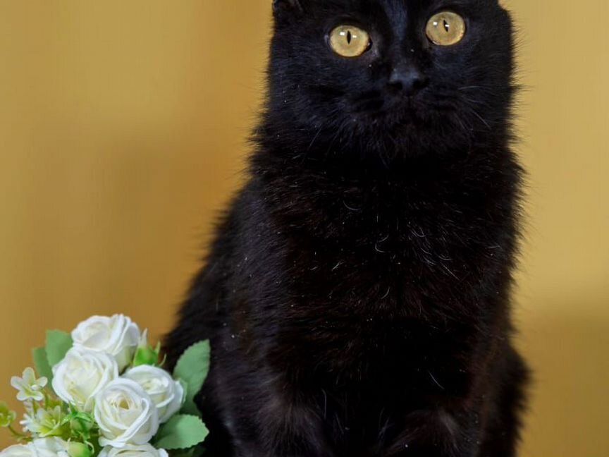 Кошечка Фиона ищет любящую семью