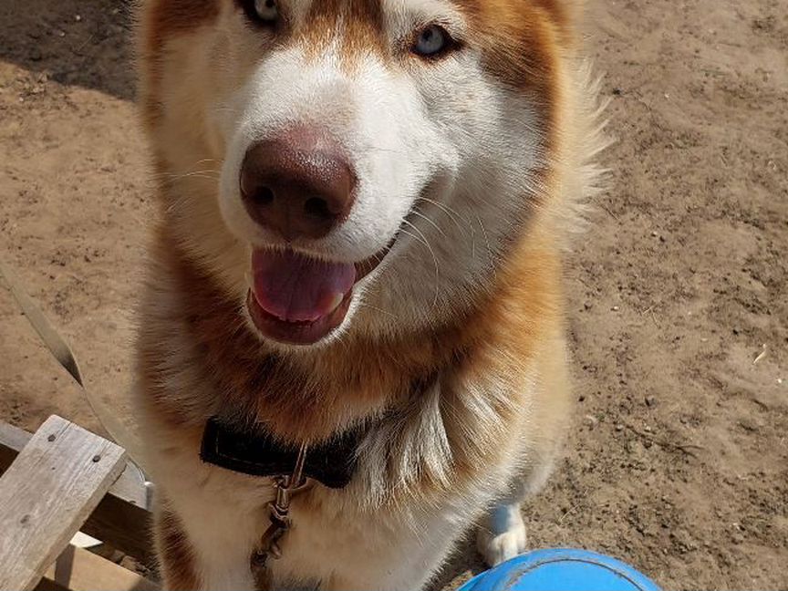 Сибирский хаски