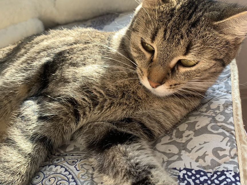 Кошка в дар бесплатно