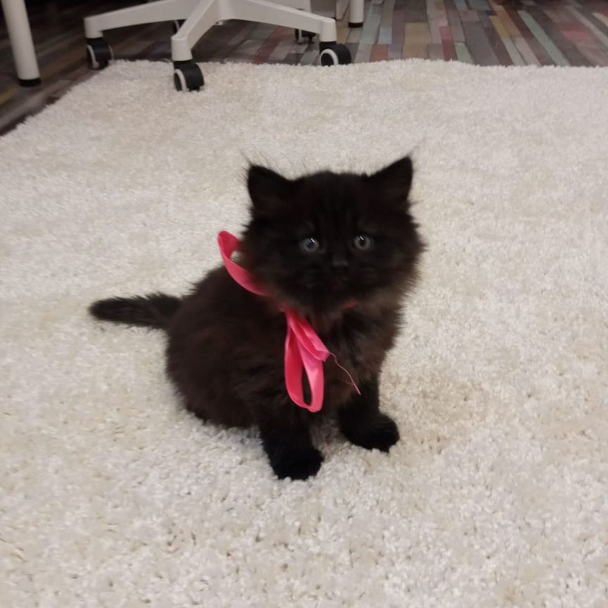 Котенок котята