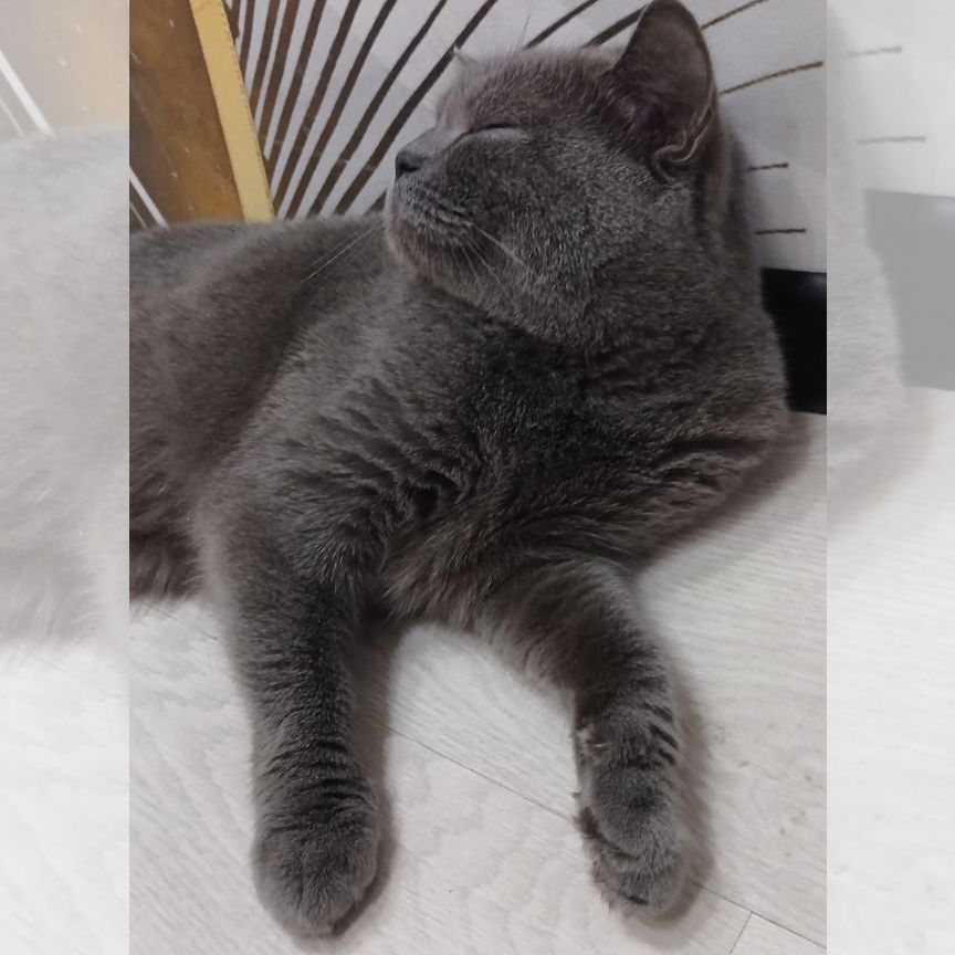 Британская короткошёрстная, взрослая кошка