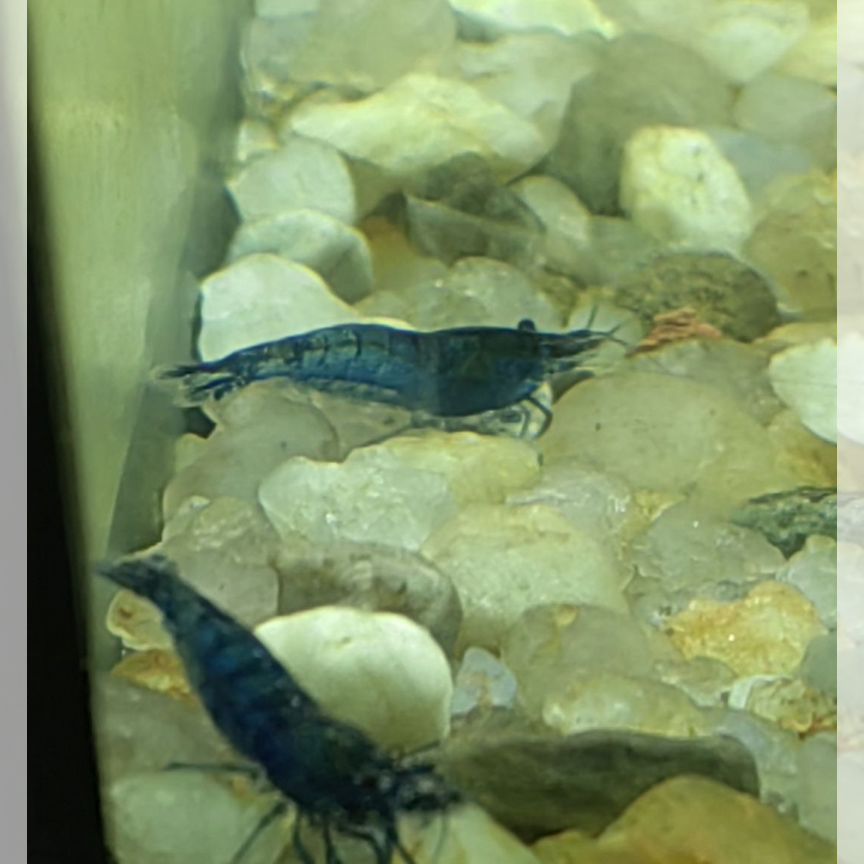 Креветки блю дрим