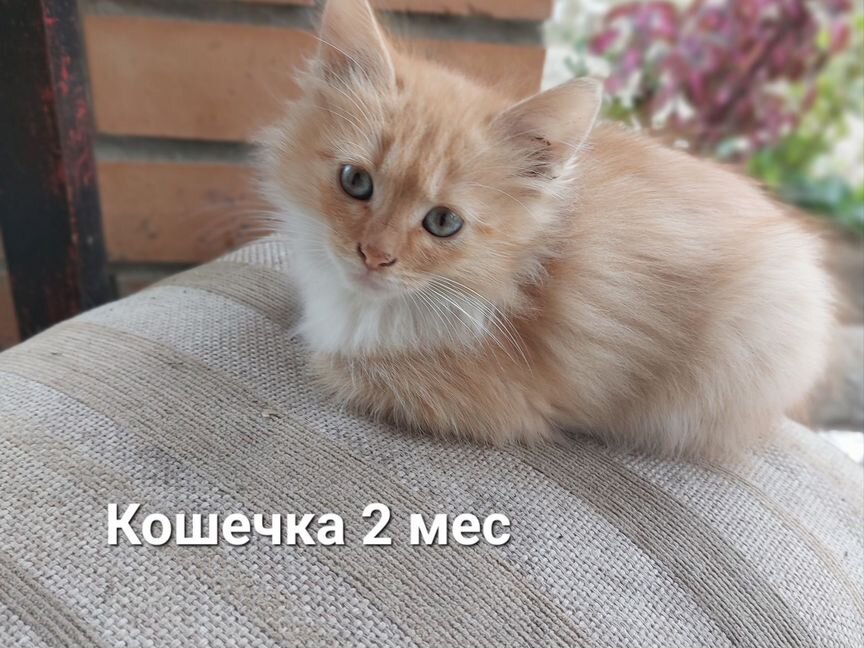 Кошка