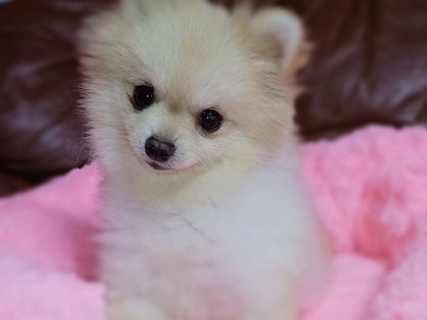 Мини девочка померанского шпица