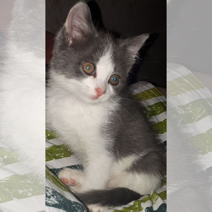 Котенок девочка в добрые руки