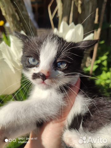 Котенок Клякса 2 мес