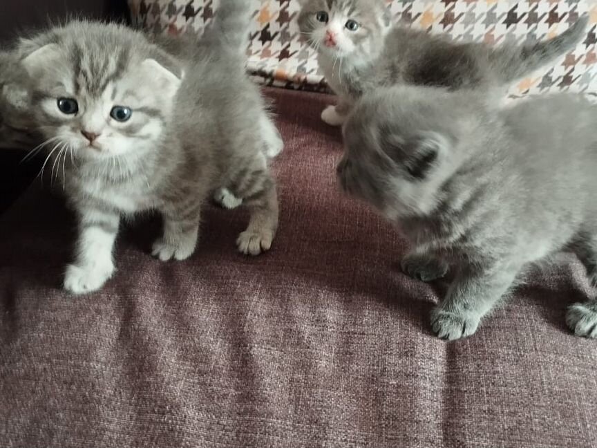 Продаются шотланские котята