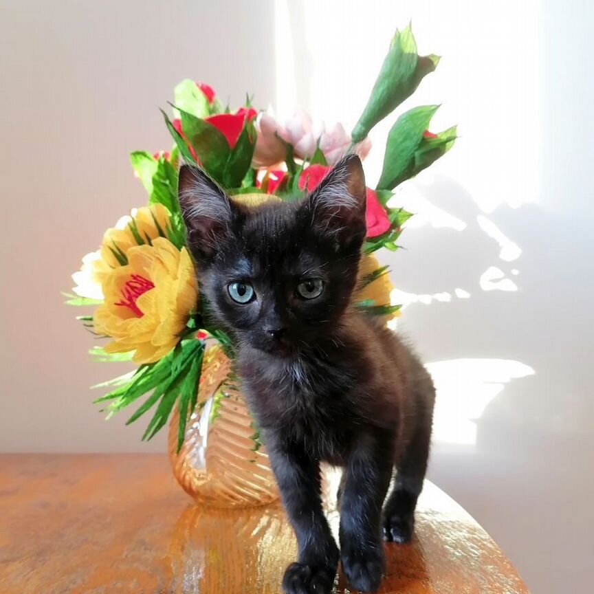 Котёнок-мальчик, 3,5 месяца