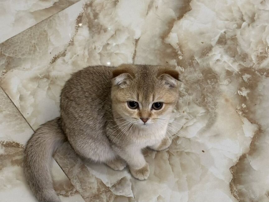 Шотландская вислоухая кошка