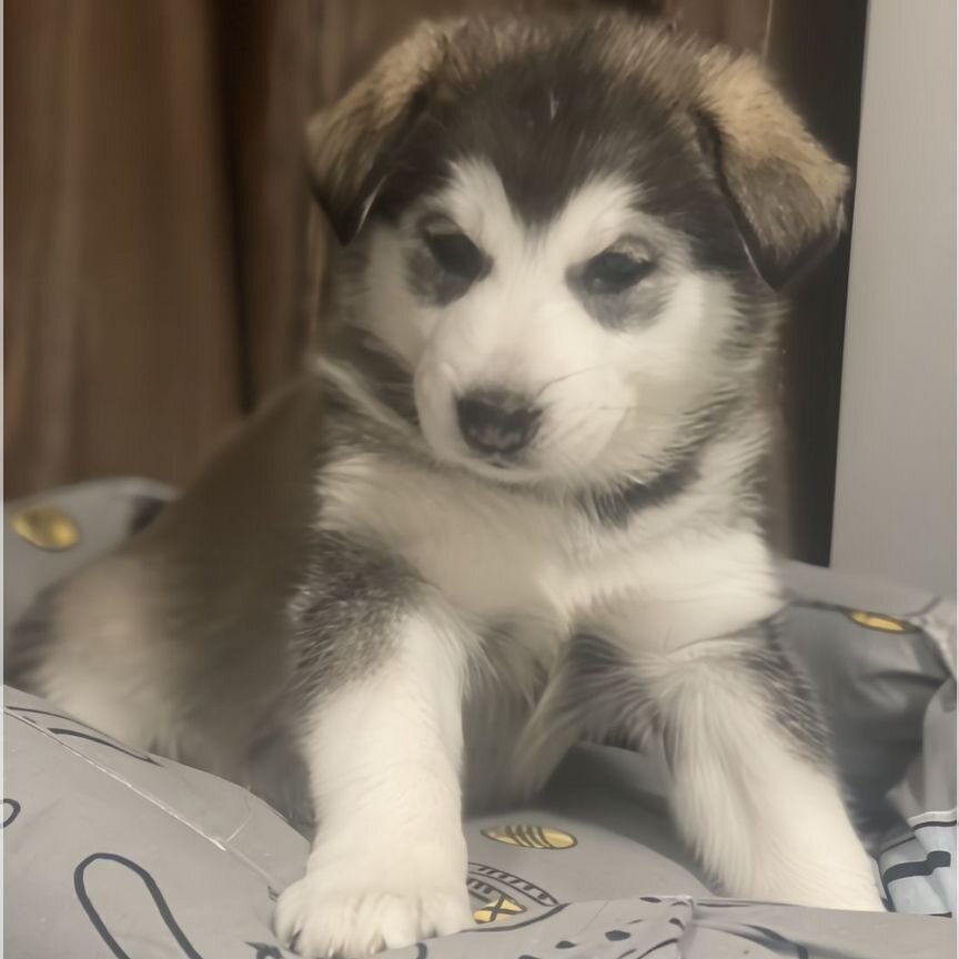 Аляскинский маламут, щенок