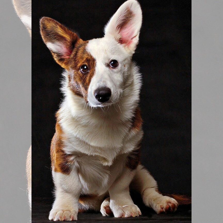 Вельш Корги Кардиган, щенок