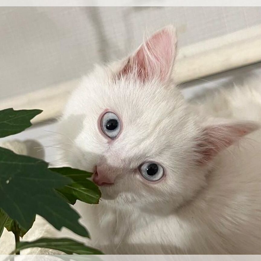 Отдам котенка в добрые руки бесплатно
