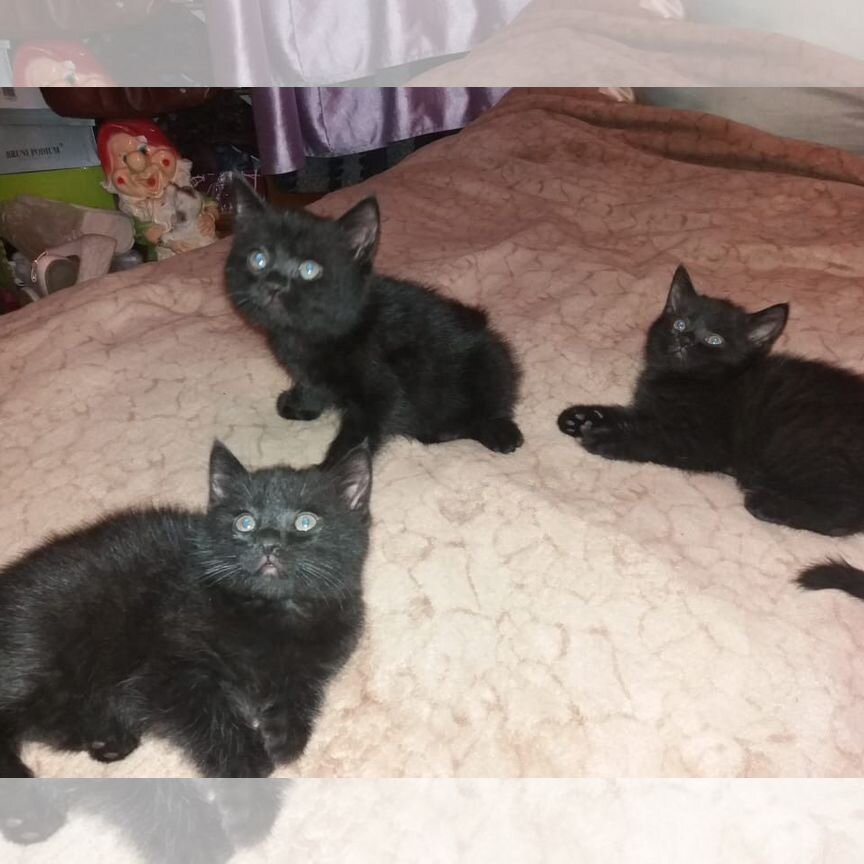 Черные пушистые котята