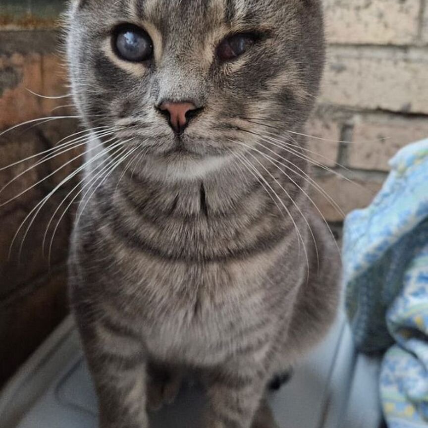 Котёнок Слепыш 6 месяцев