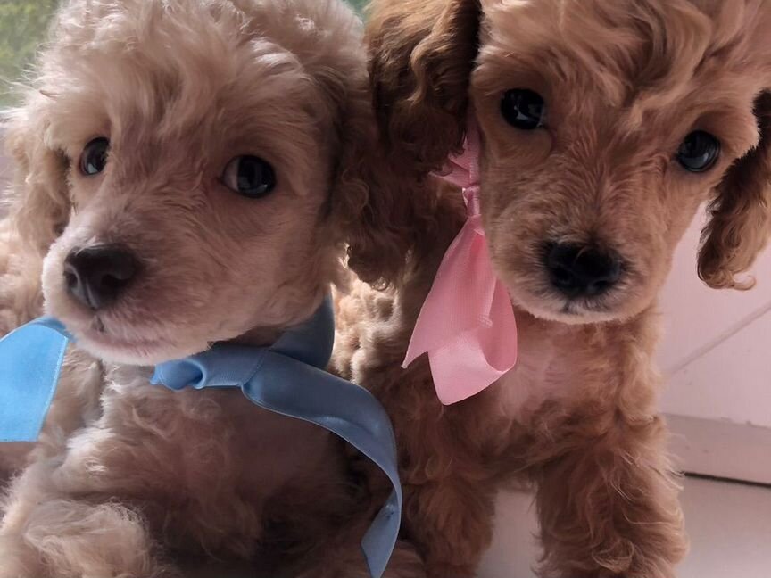 Очаровательные щеночки той-пуделя