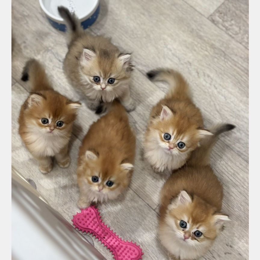 Персидские котята