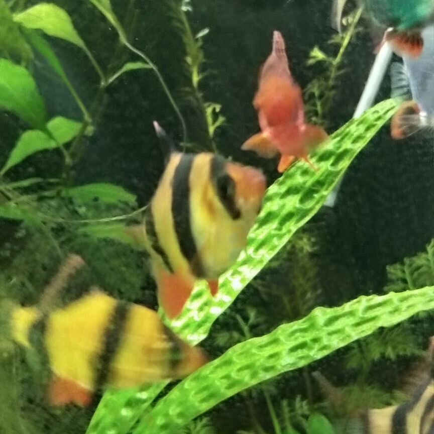 Рыбки барбусы