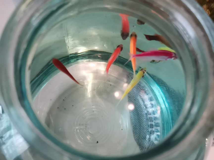 Аквариумные рыбки