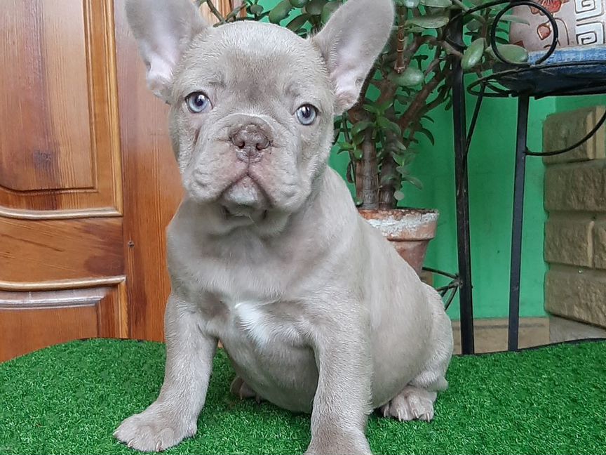 Изабелла Нью Шейд ждёт Вас