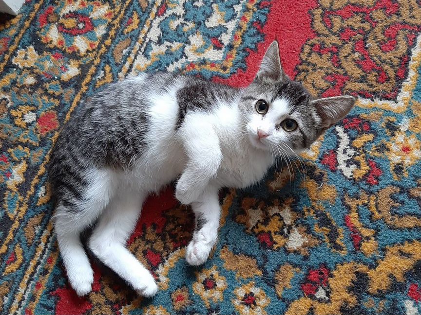 Котята - в добрые руки