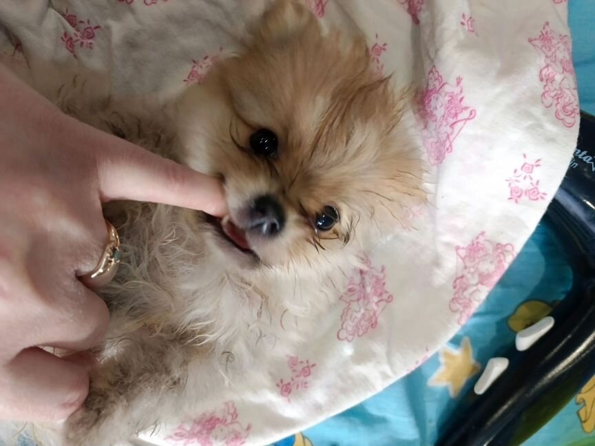 Померанский шпиц