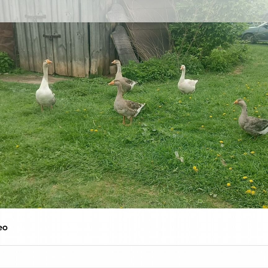 Продам семью гусей