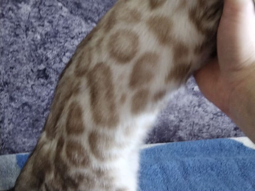 Бенгальская