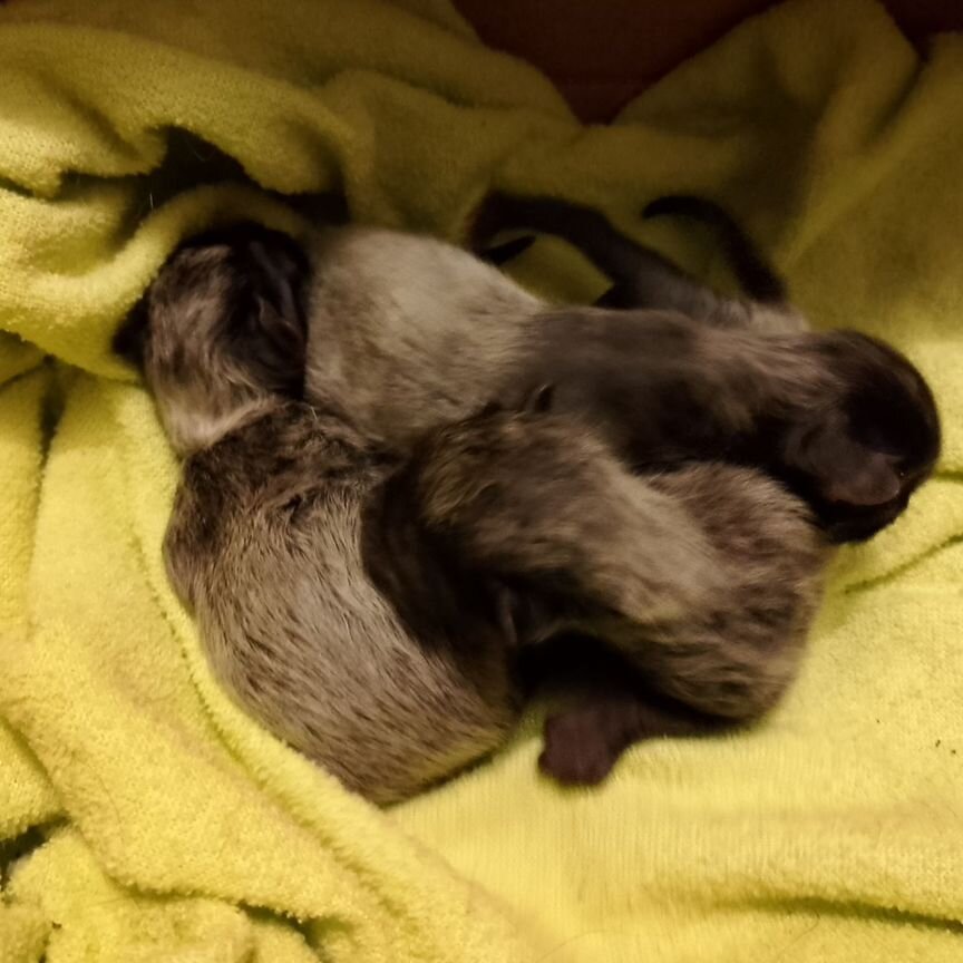 Сиамский котёнок
