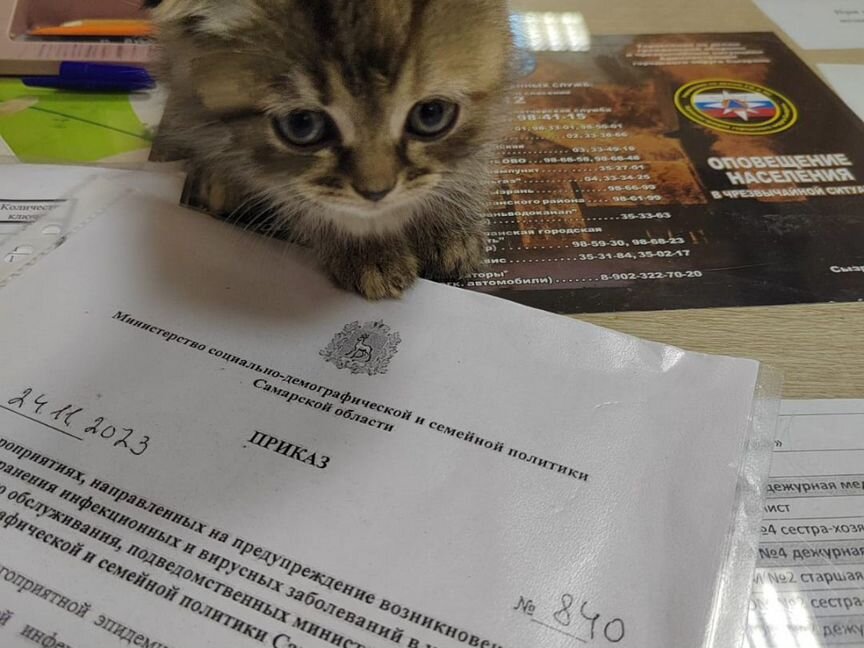 Шотландская вислоухая