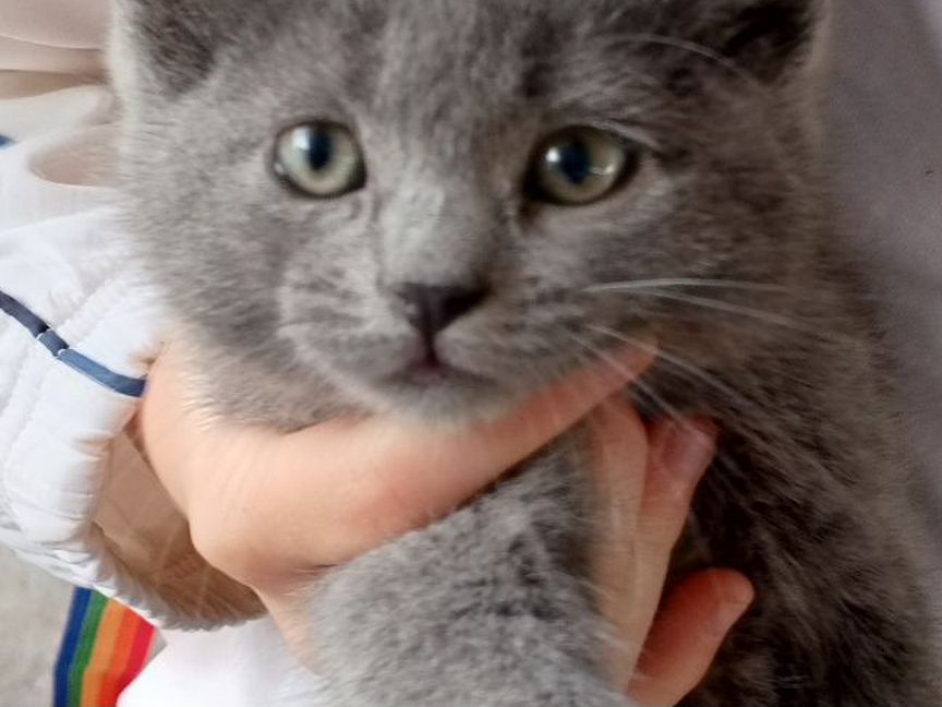 Котенок девочка, 1,5 месяца. Бесплатно