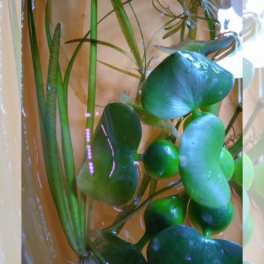 Водные растения, набор