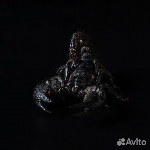 Азиатский лесной скорпион (heterometrus spinifer)
