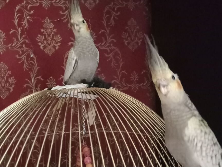 Попугаи корелла птенцы