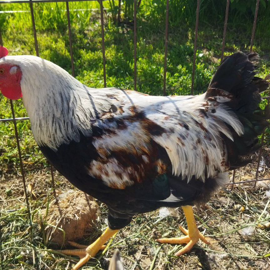 Молодые петушки