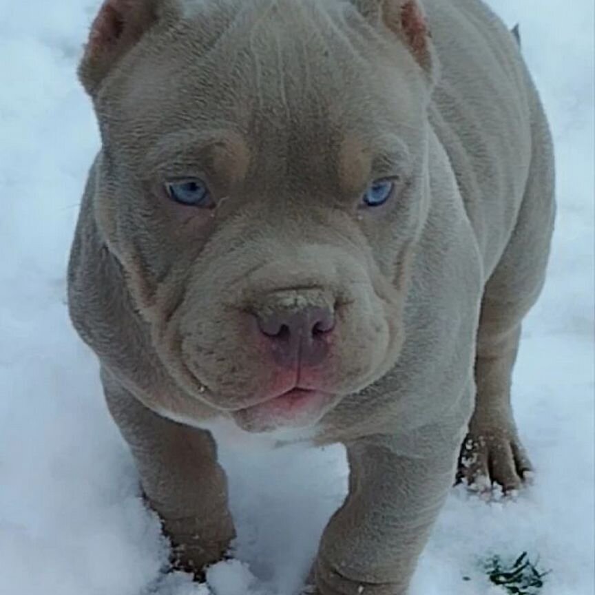 Американский булли, щенок