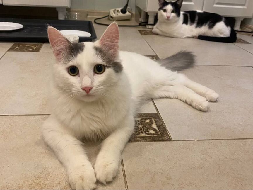 Котята